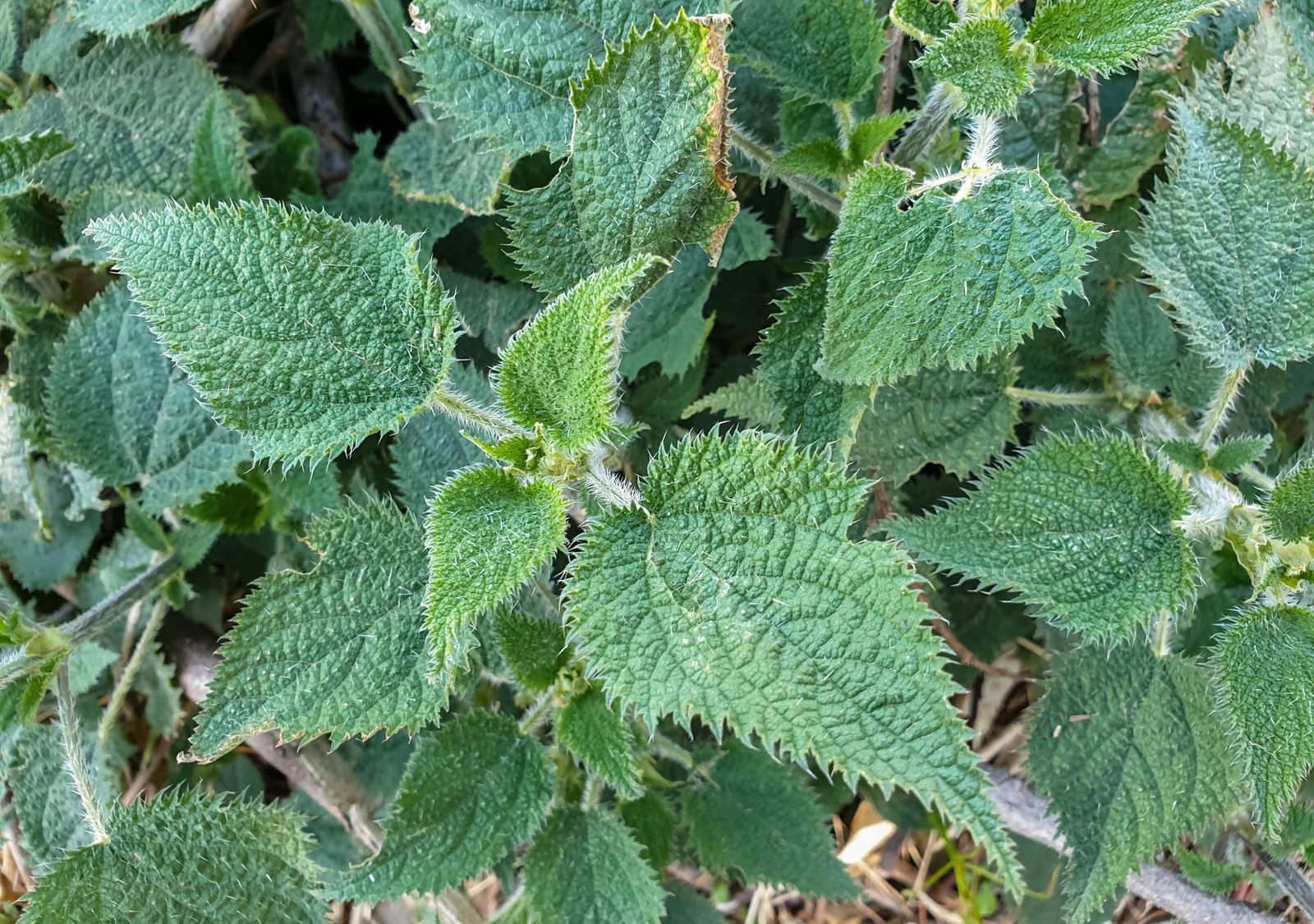 20 Most Deadly Plants That Can Kill Even Humans