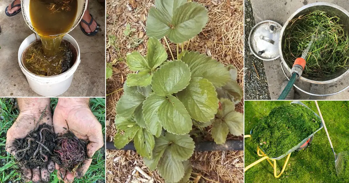 20 Uses Of Grass Clippings In The Garden What To Do With Grass Clipp