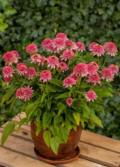 42 Types of Coneflower Varieties | Types of Echinacea 42 Types of Coneflower Varieties | Types of Echinacea