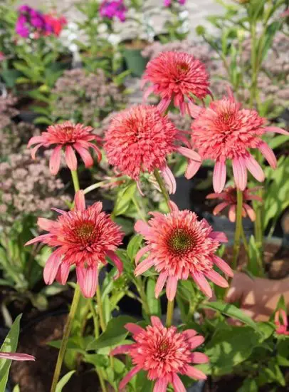 42 Types of Coneflower Varieties | Types of Echinacea 42 Types of Coneflower Varieties | Types of Echinacea