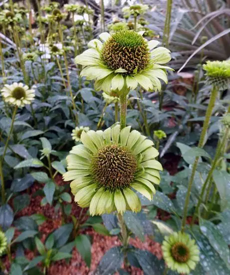 42 Types of Coneflower Varieties | Types of Echinacea 42 Types of Coneflower Varieties | Types of Echinacea