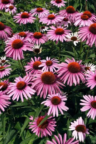 42 Types of Coneflower Varieties | Types of Echinacea 42 Types of Coneflower Varieties | Types of Echinacea