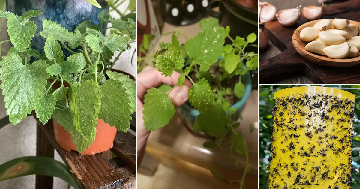 White Spots On Catnip Leaves Reasons And Solutions
