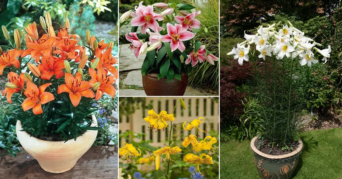 26 Best Lilies for Pots and Containers | Balcony Garden Web 26 Best Lilies for Pots and Containers | Balcony Garden Web