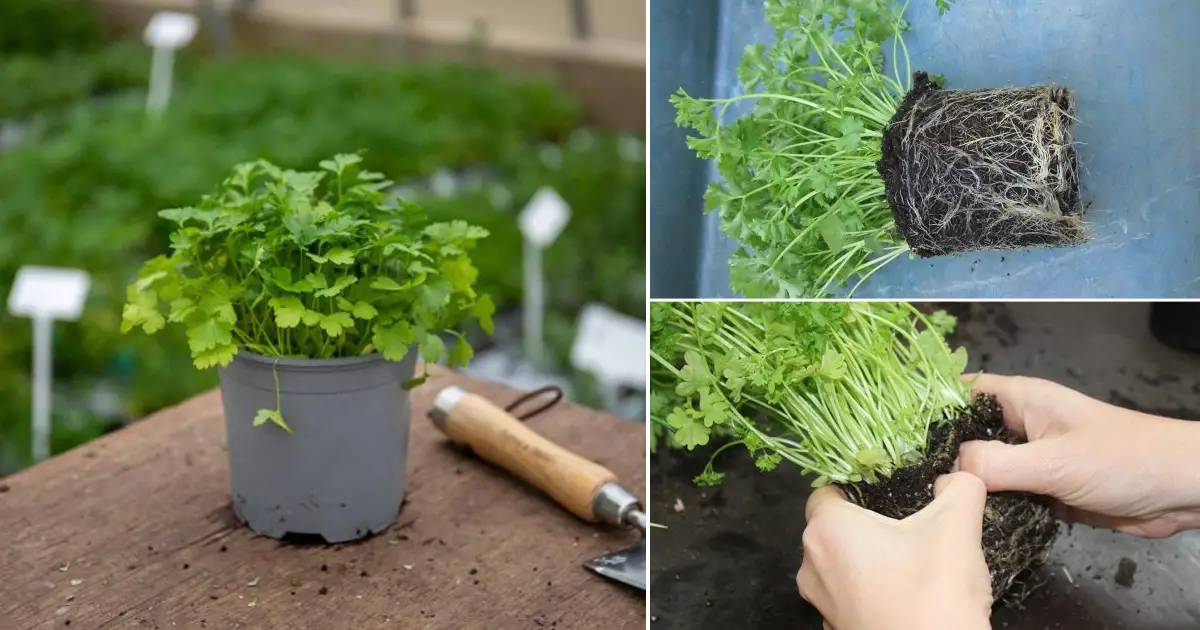 Everything About Growing Parsley From Division Balcony Garden Web